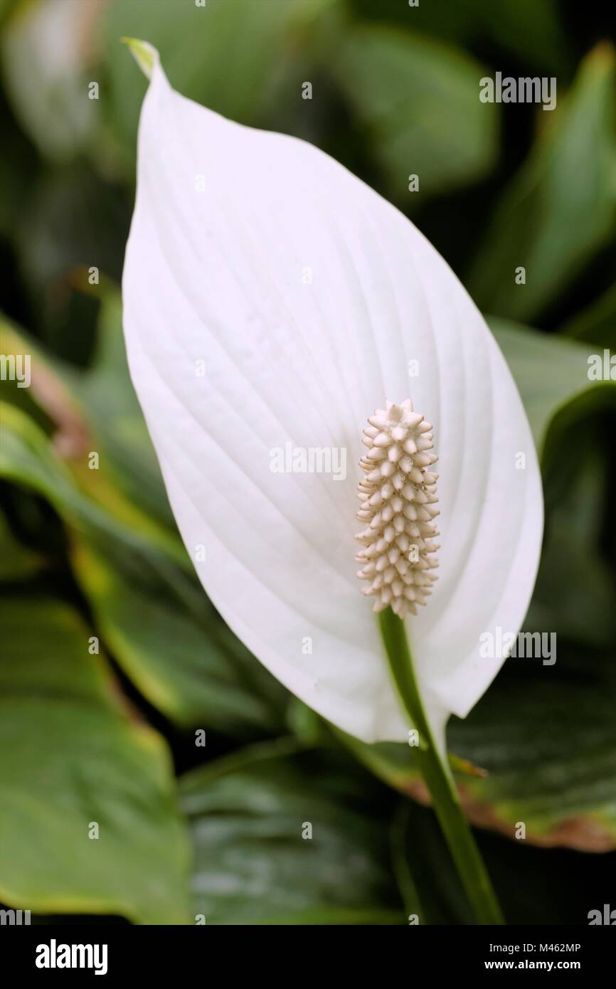 Lily shape hi-res stock photography and images - Alamy