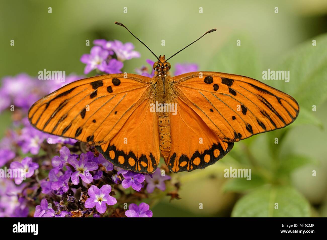 Gulf fritillary hi-res stock photography and images - Alamy