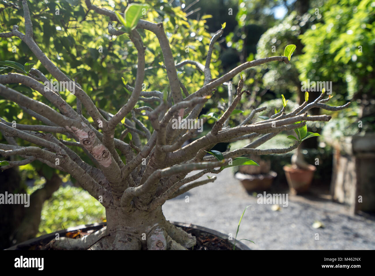 Amazing bonsai tree in tropical garden. Thailand Stock Photo - Alamy