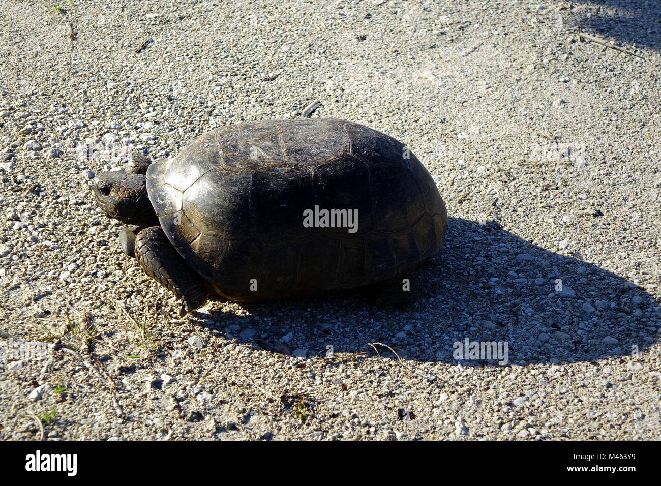 Gopher tortoise, Gopherus polyphemus, walking Stock Photo - Alamy Gopher tortoise, Gopherus polyphemus, walking Stock Photo - Alamy