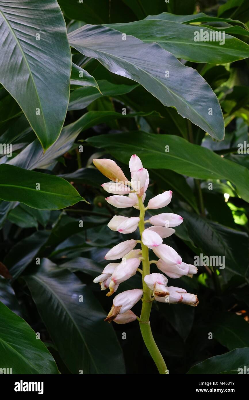 Shell ginger, Alpinia zerumbet, at the Dunlawton sugar mill gardens ...