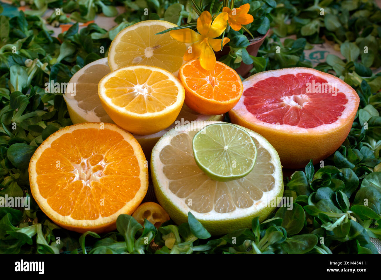 Cut citruses of different flavor, color and size on a green background ...