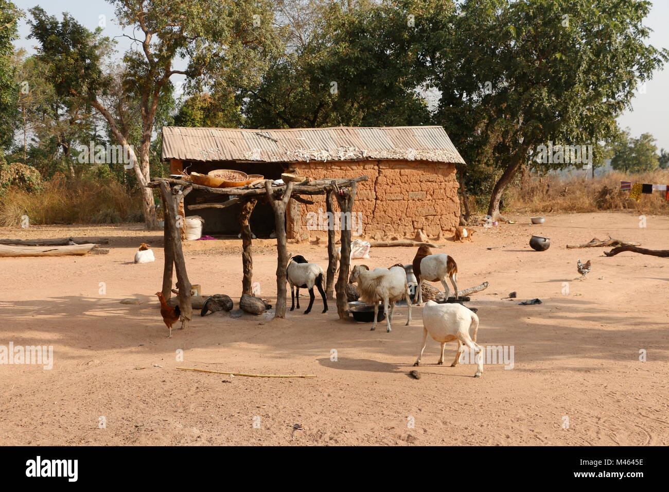 Village life with goat in the village Stock Photo - Alamy