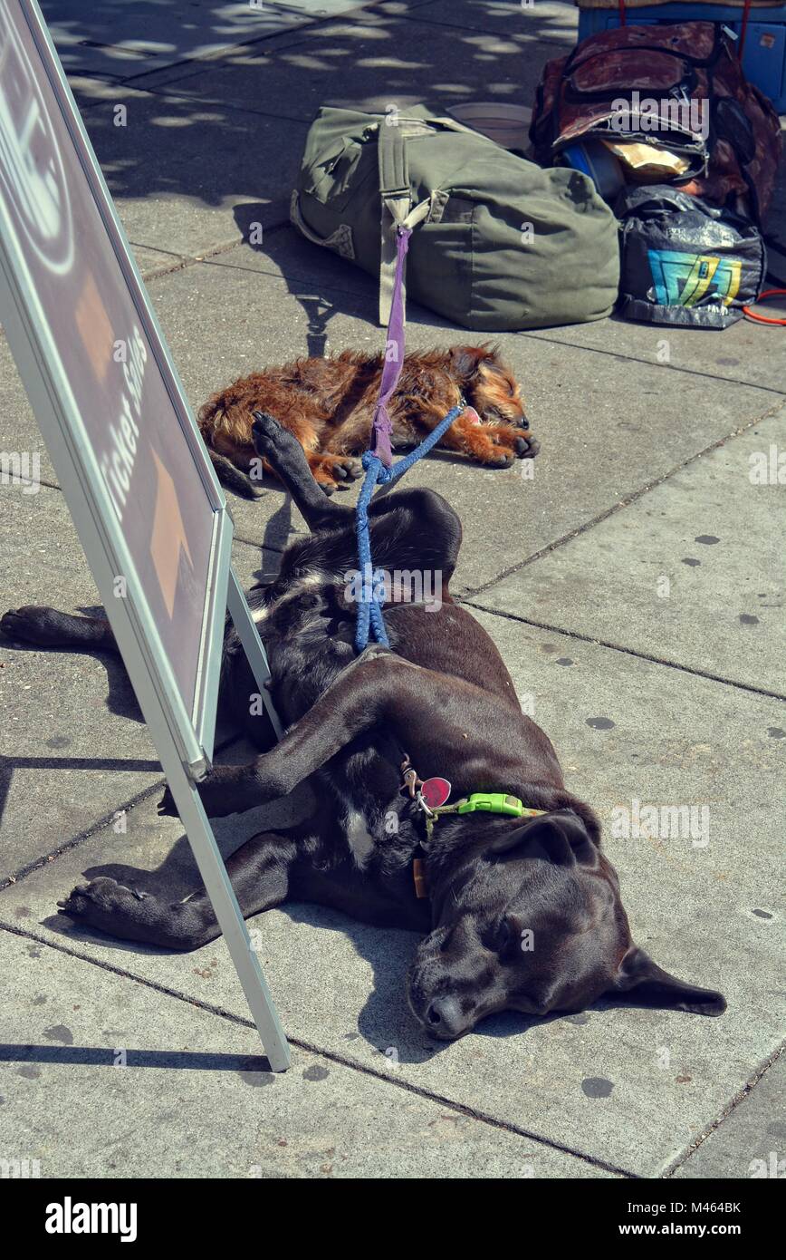 dog sleeping at the streets of San Francisco Stock Photo - Alamy
