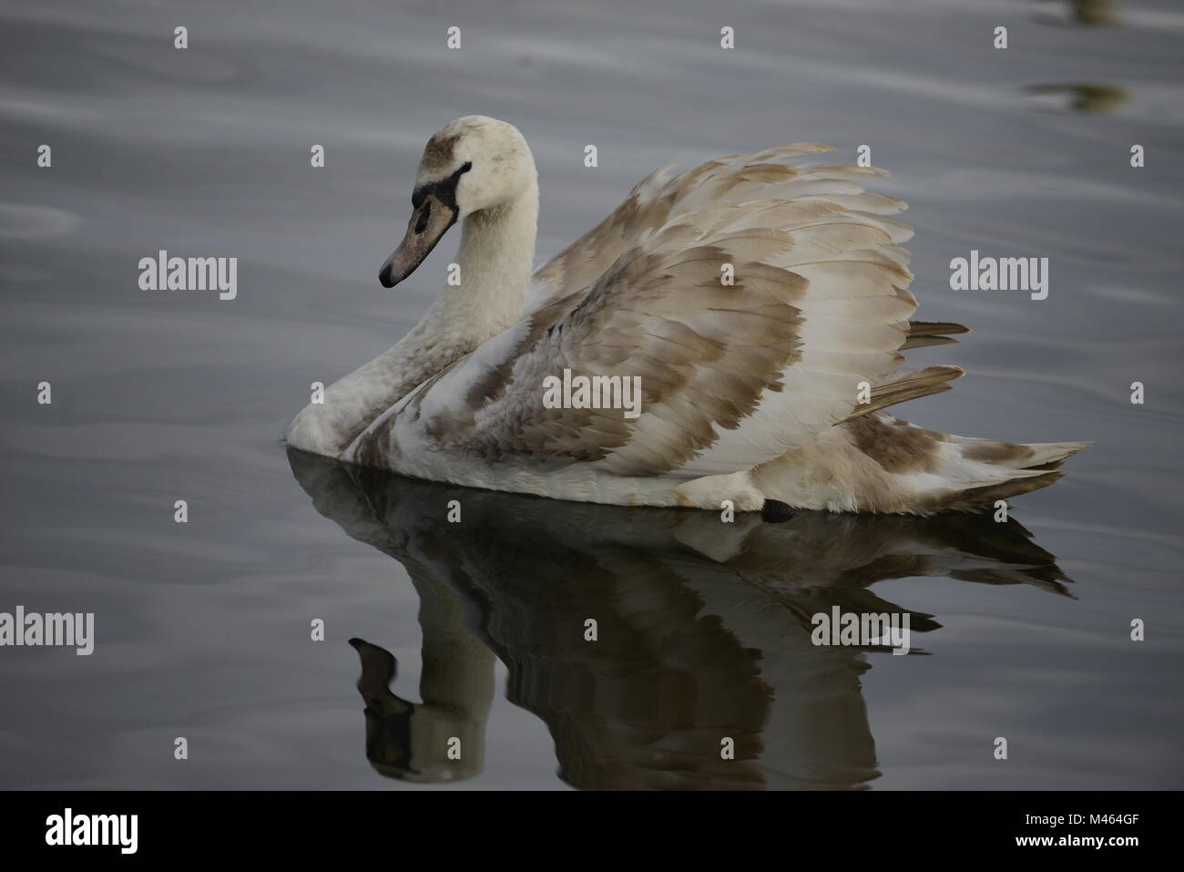 Young Swan gliding on the water Stock Photo - Alamy