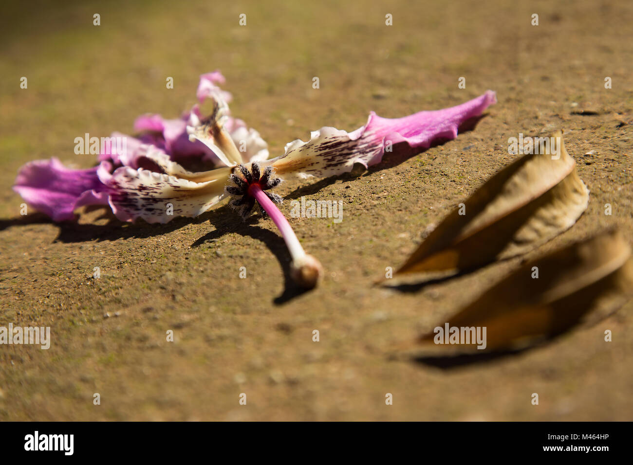 Champ fleuri champ fleuri hi-res stock photography and images - Alamy
