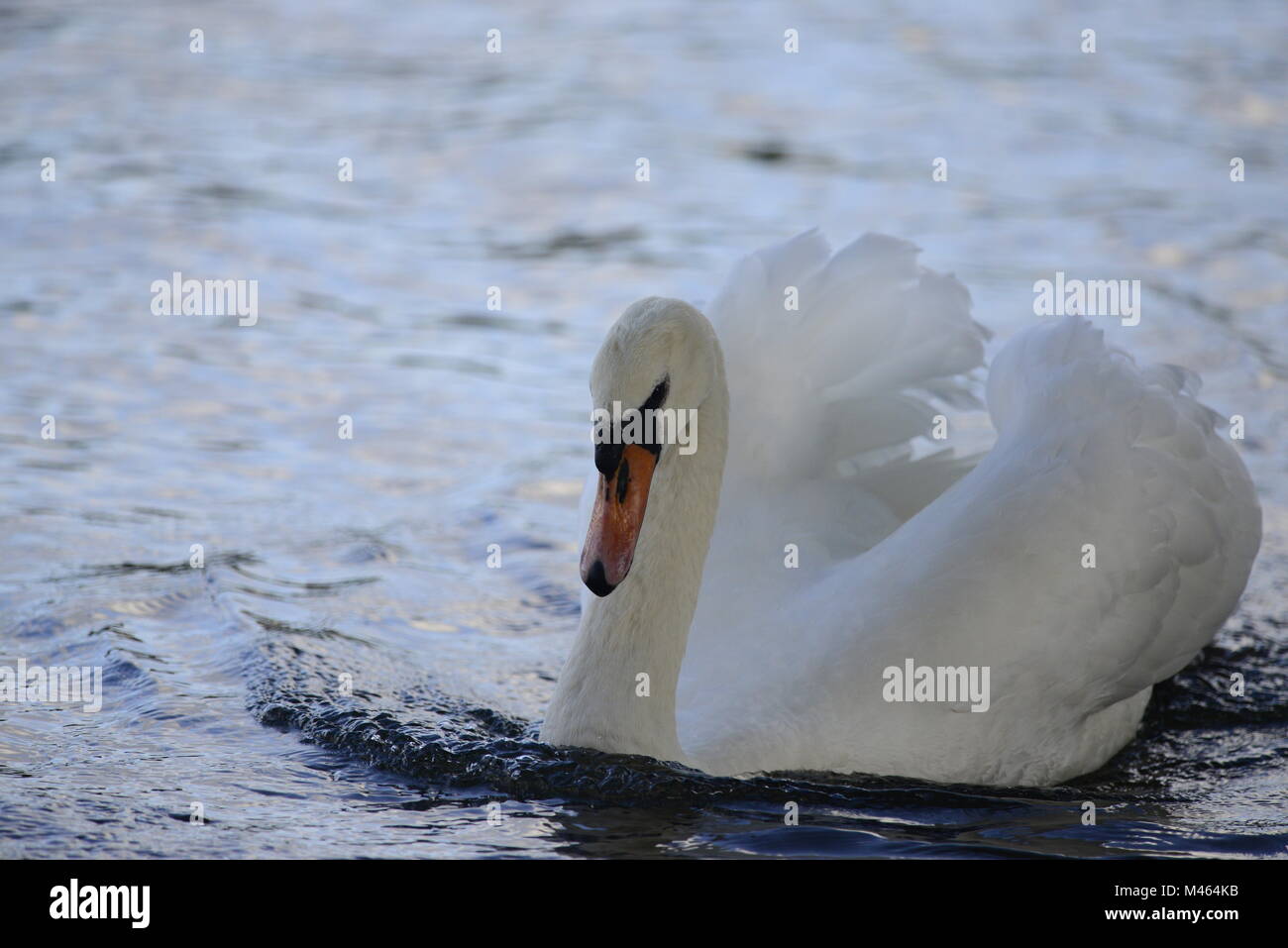 Angry swan hi-res stock photography and images - Alamy