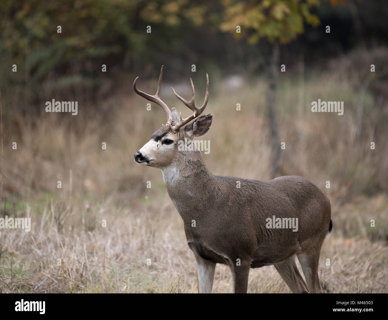A black-tailed deer in the Oregon wilderness Stock Photo - Alamy