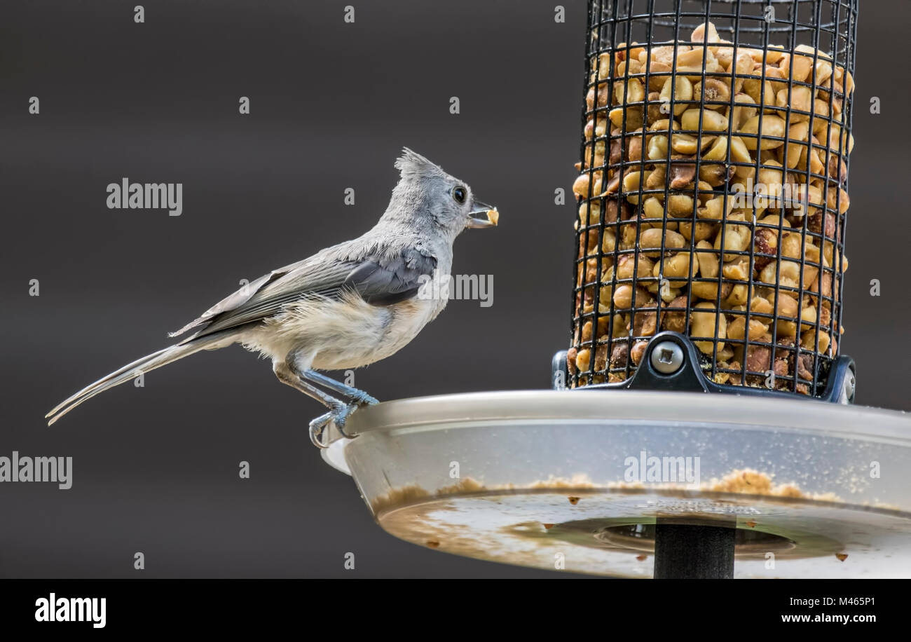 Tufted titmouse at seed feeder hi-res stock photography and images - Alamy