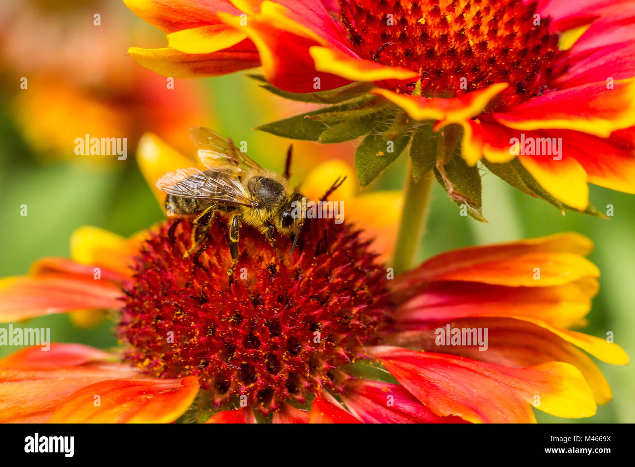 Bee stinger closeup hi-res stock photography and images - Alamy