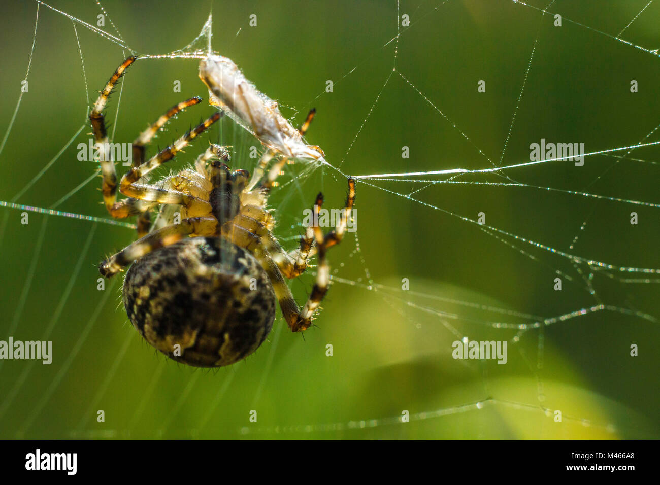 Spider Hunting Techniques Stock Photo - Alamy