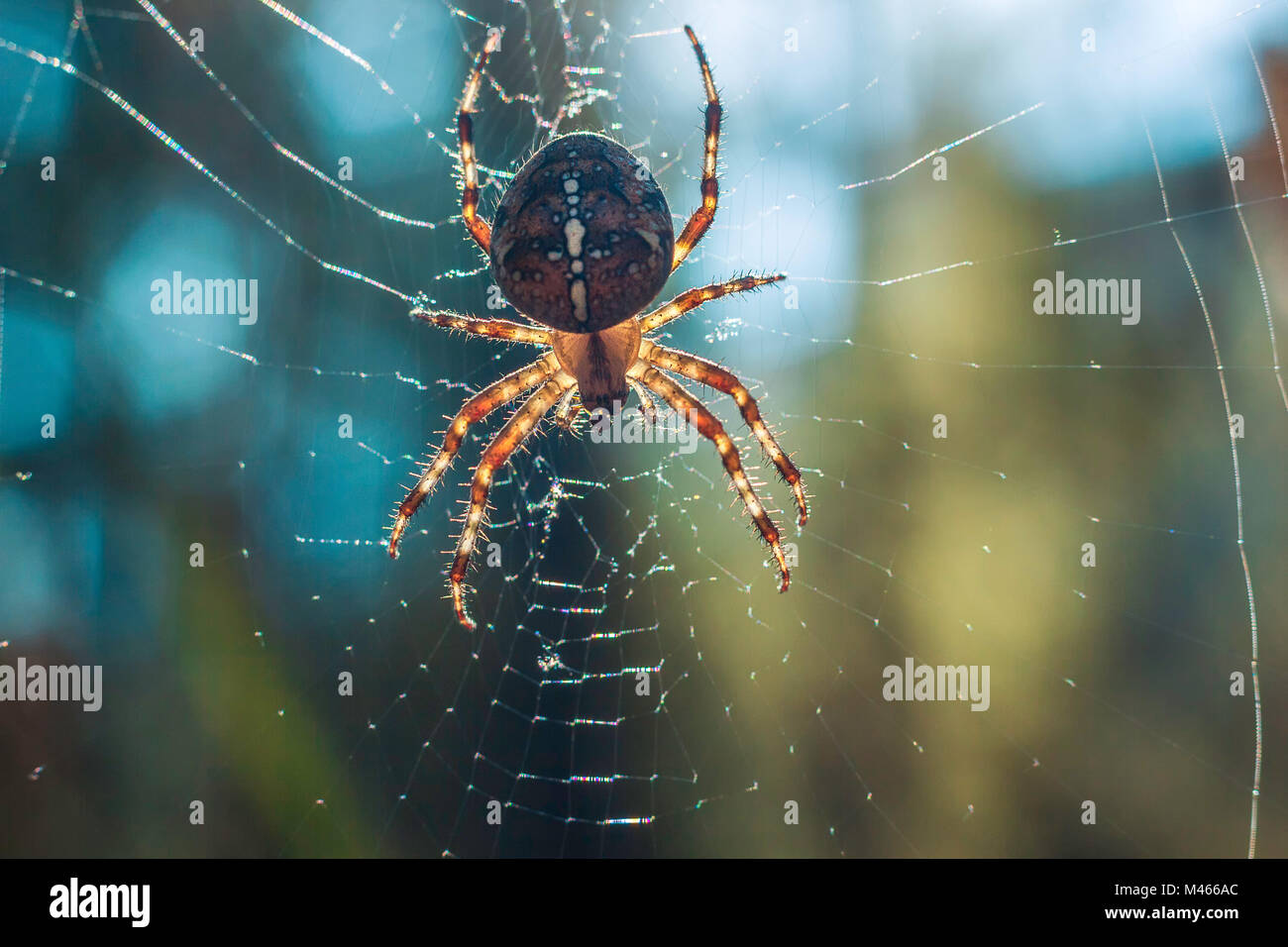 Predatory techniques hi-res stock photography and images - Alamy