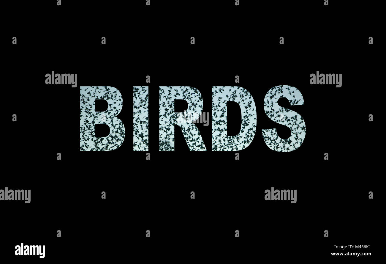 Birds the word hi-res stock photography and images - Alamy