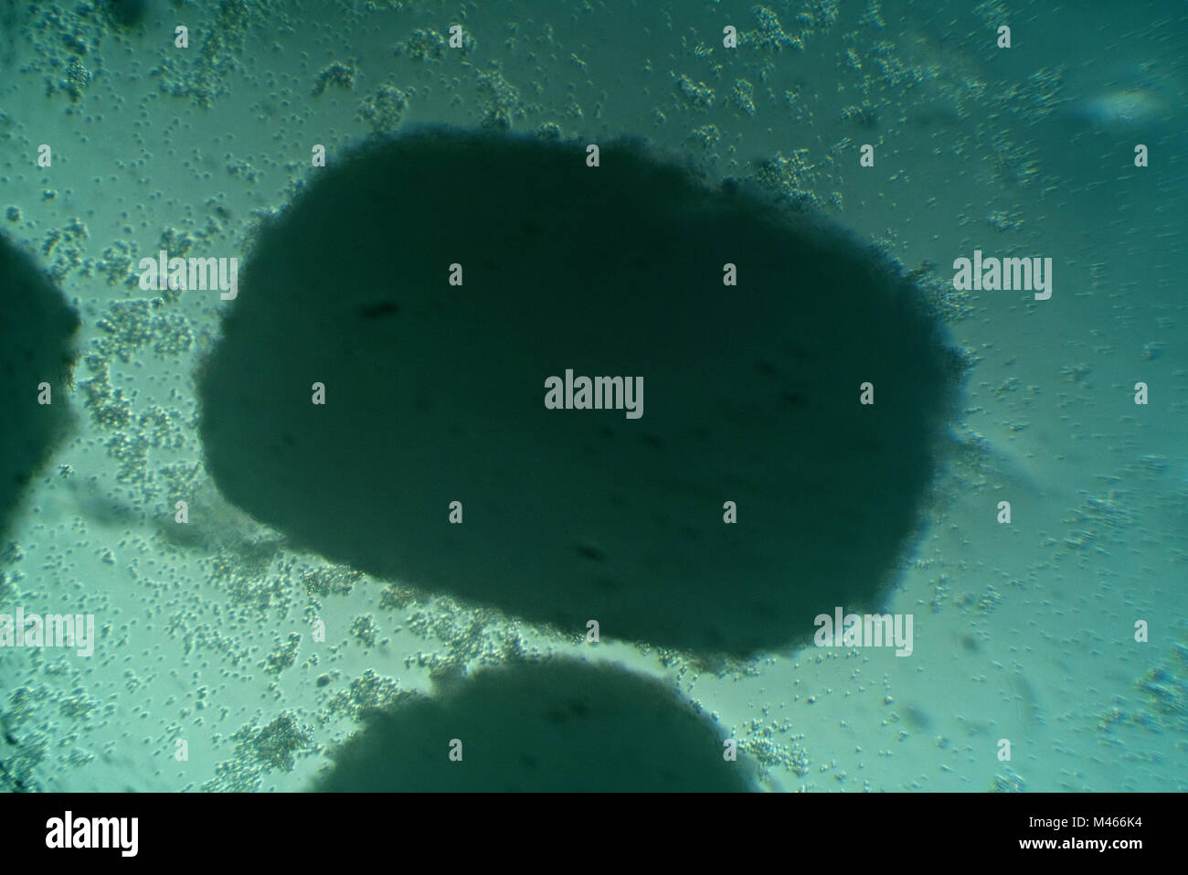 Yeast microscope hi-res stock photography and images - Alamy