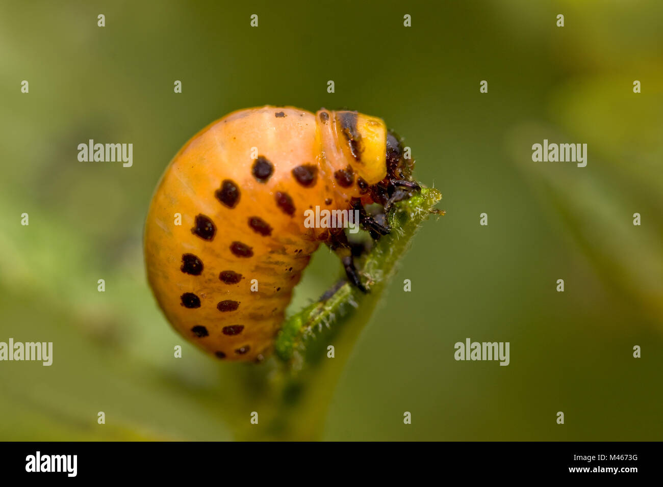 Leptinotarsa hi-res stock photography and images - Alamy