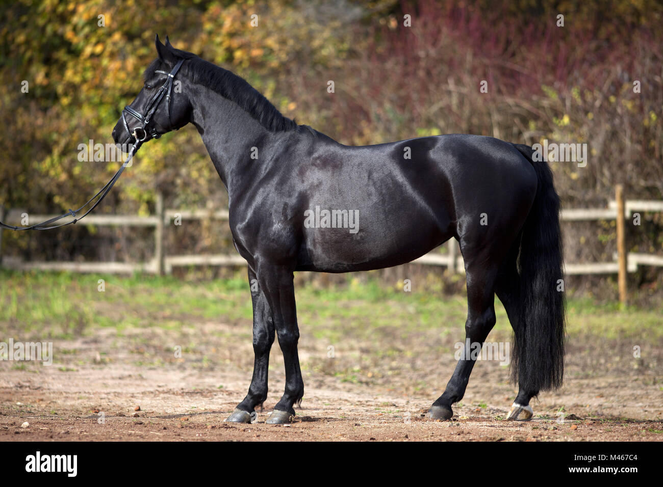 black horse with colorful background Stock Photo - Alamy
