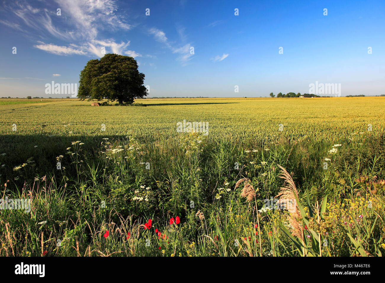 Summer Beech Tree, Fenland field near Ely town, Cambridgeshire, England ...