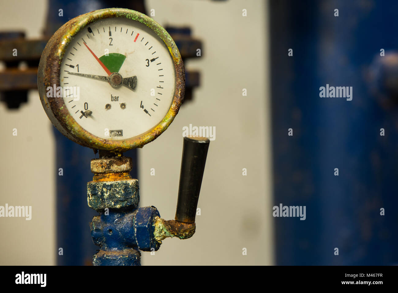 Sole plant hi-res stock photography and images - Alamy