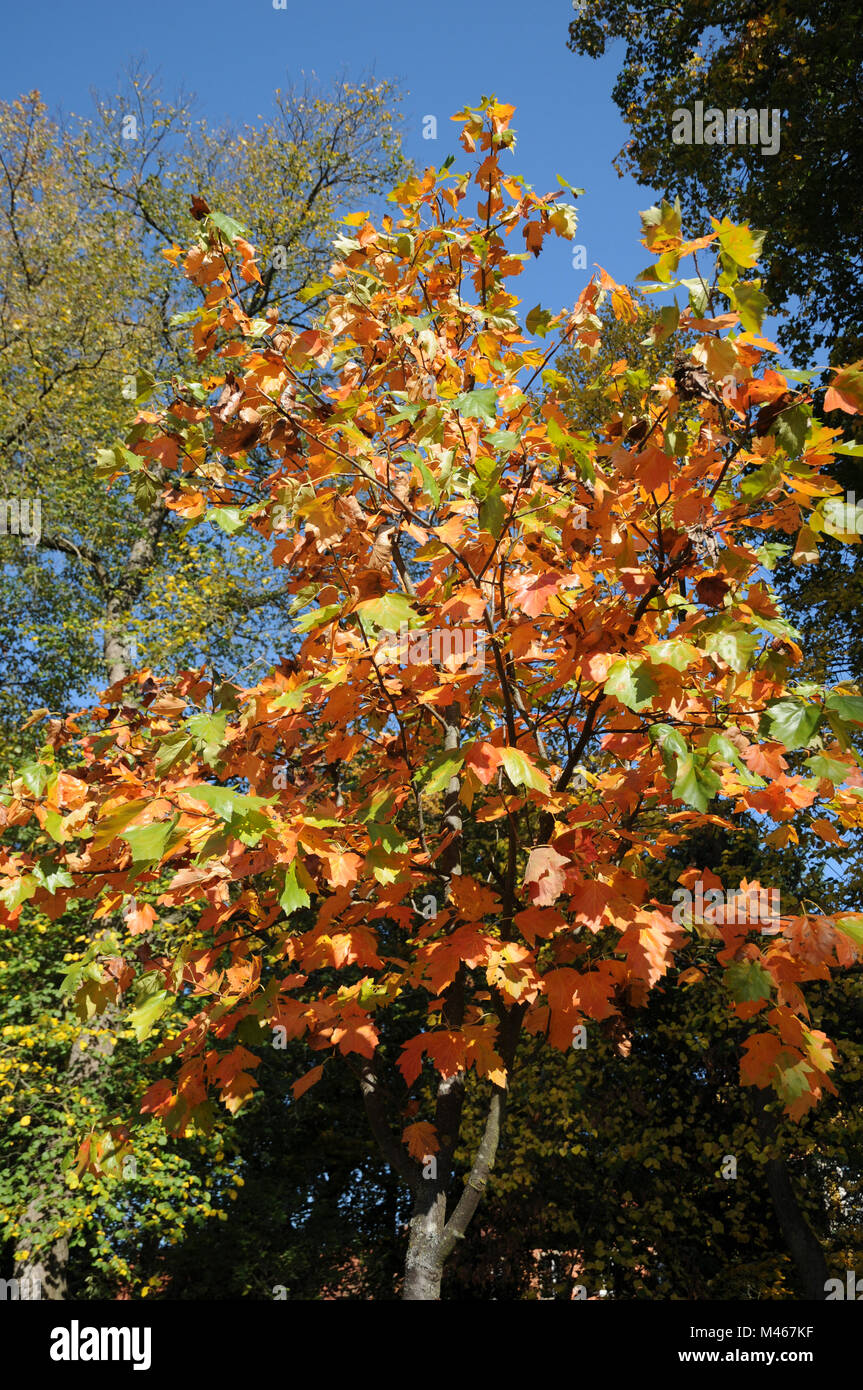 Sorbus torminalis, Wild service tree, autumn leaves Stock Photo - Alamy