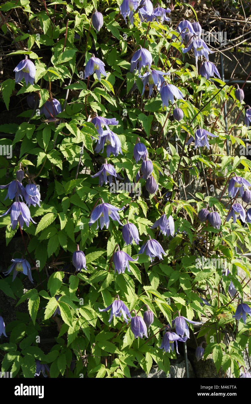 Clematis alpina, Alpenwaldrebe, Alpine clematis Stock Photo - Alamy