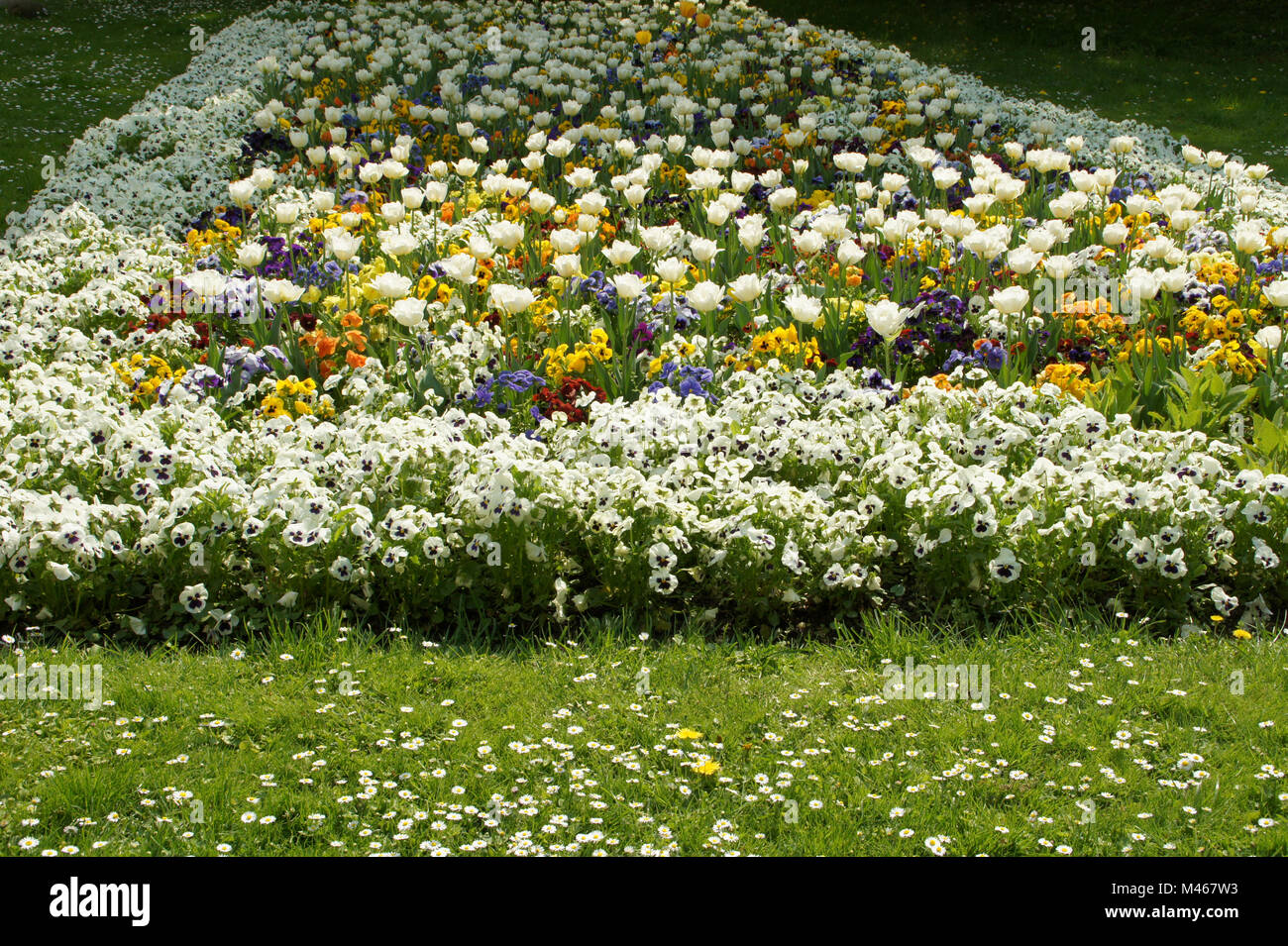 Tulipa White Triumphator, Lily flowered tulip, Viola Stock Photo - Alamy