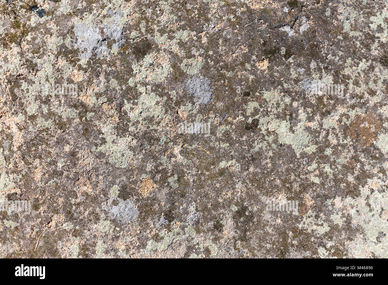 Various colors of lichen on stone background Stock Photo - Alamy
