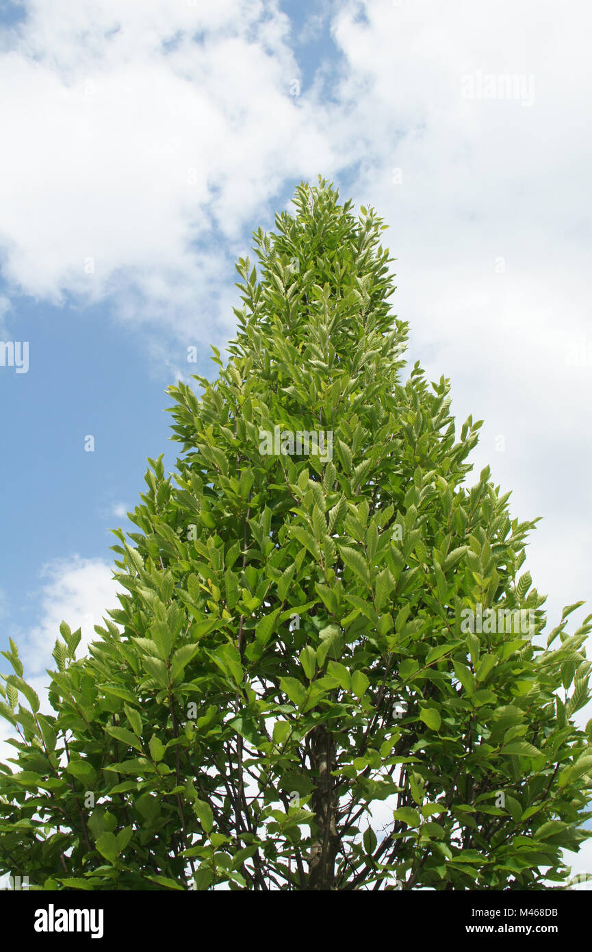 Carpinus betulus fastigiata hornbeam tree hi-res stock photography and ...