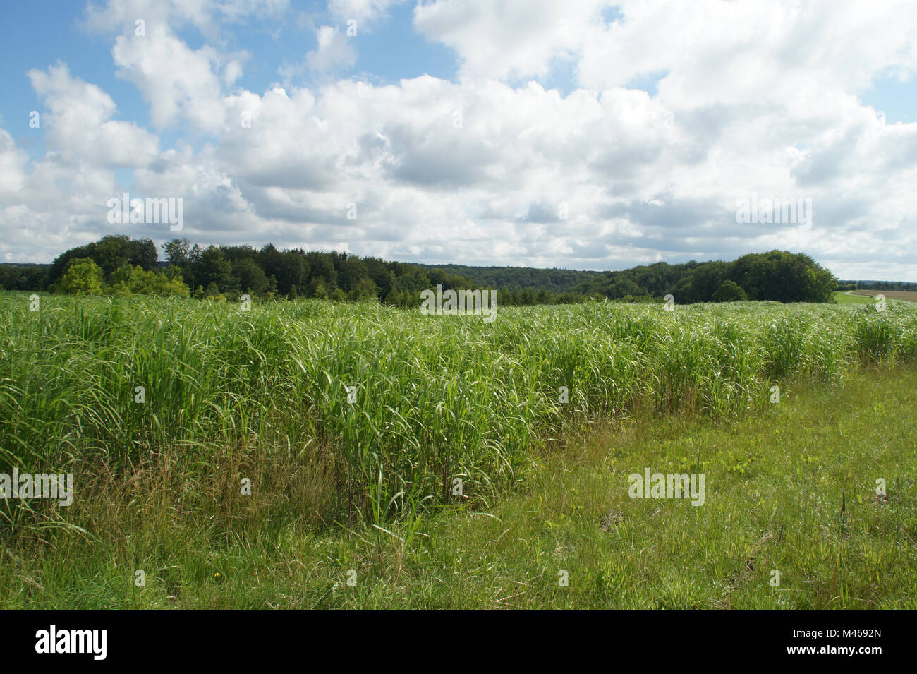 Miscanthus x giganteus, Giant Chinese Silver Grass Stock Photo - Alamy