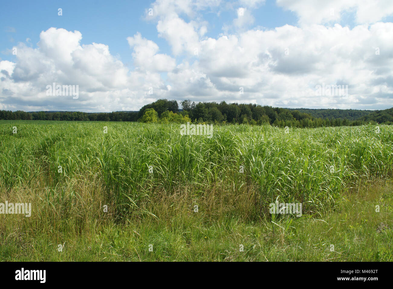 Miscanthus x giganteus, Giant Chinese Silver Grass Stock Photo - Alamy