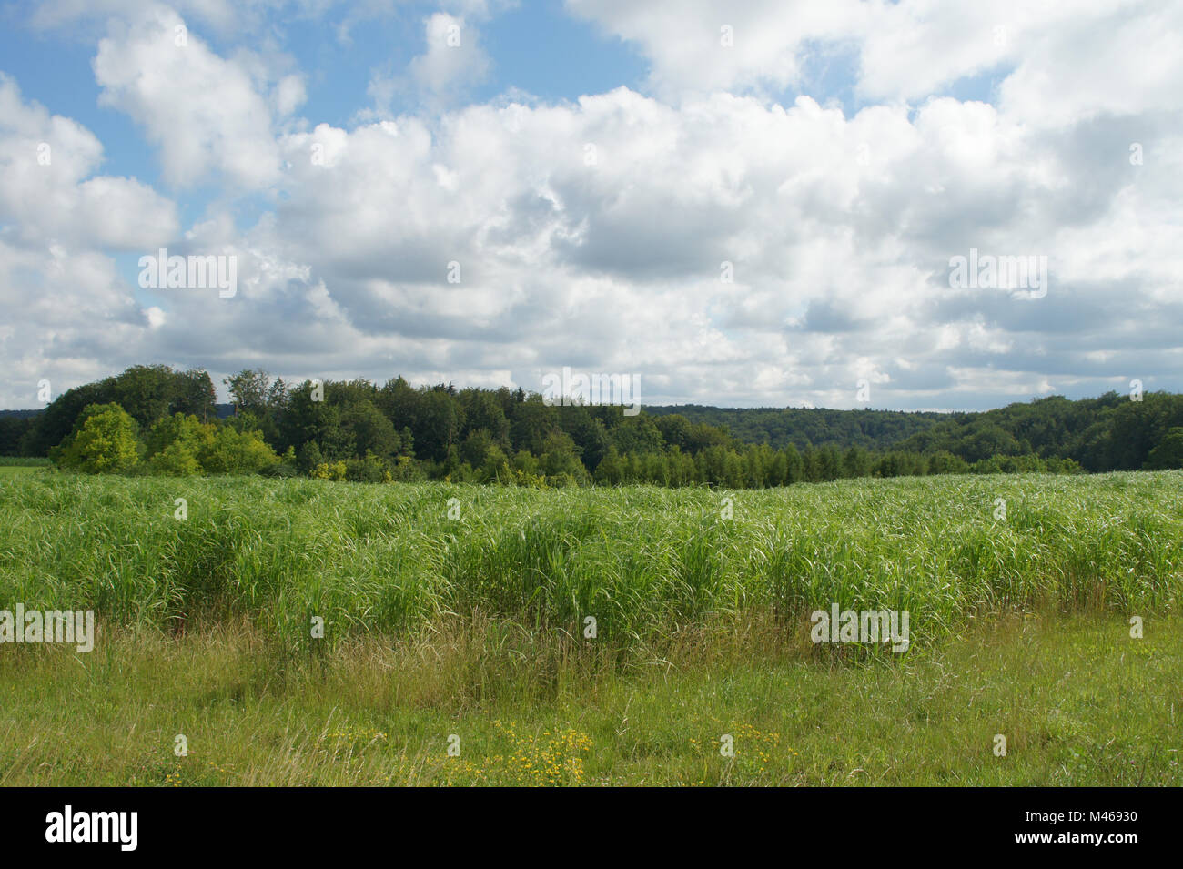Miscanthus x giganteus, Giant Chinese Silver Grass Stock Photo - Alamy