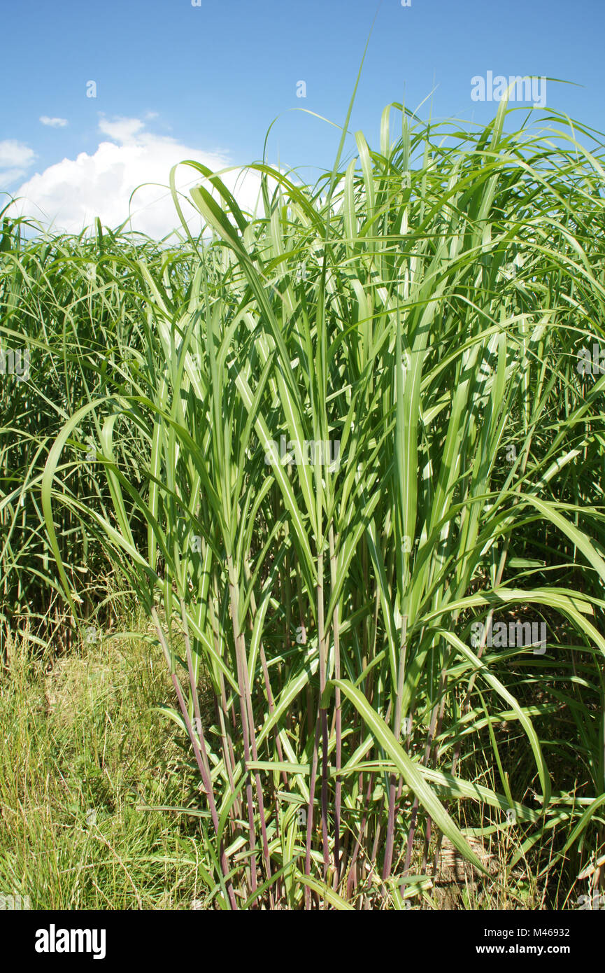 Miscanthus x giganteus, Giant Chinese Silver Grass Stock Photo - Alamy