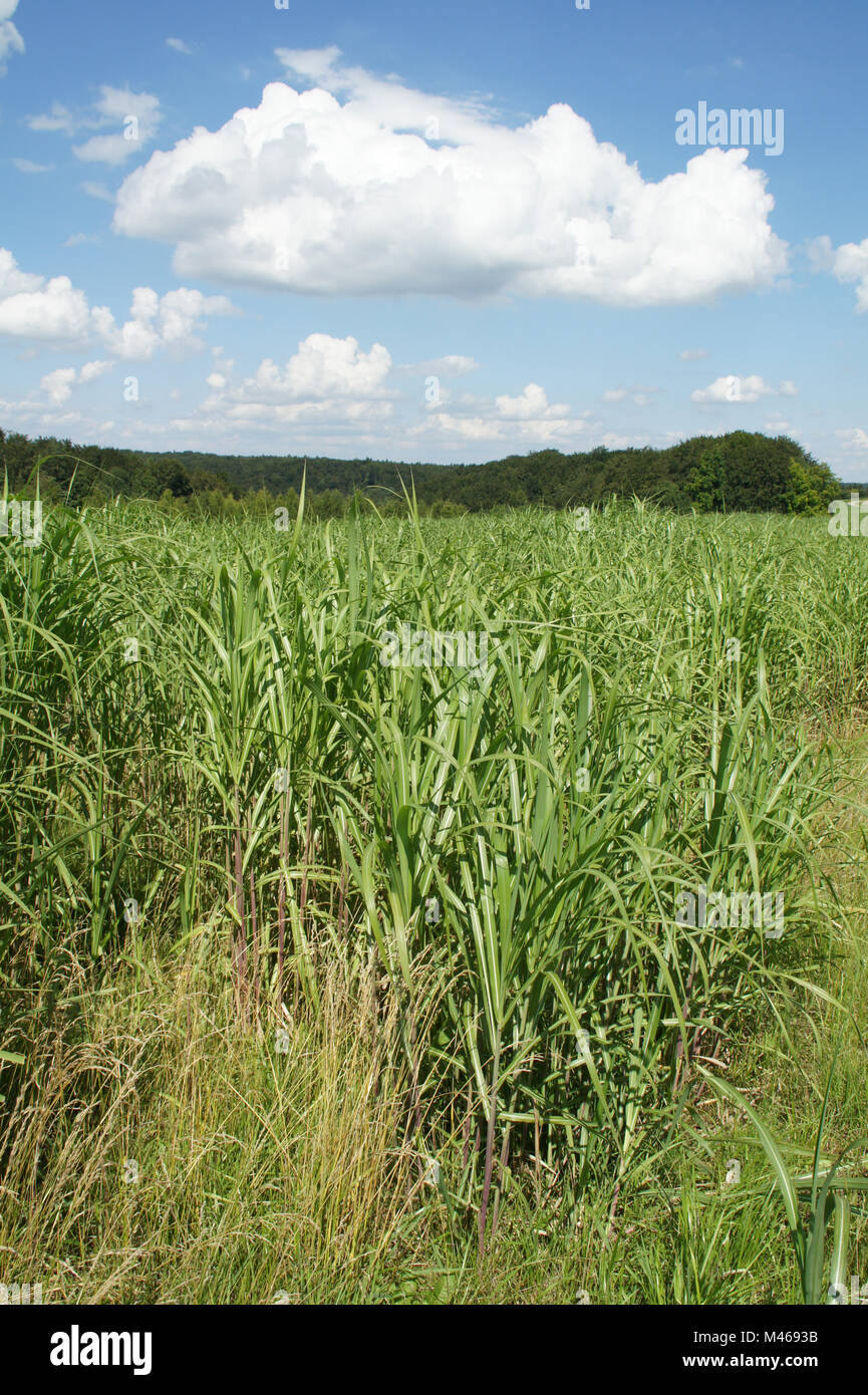 Miscanthus x giganteus, Giant Chinese Silver Grass Stock Photo - Alamy