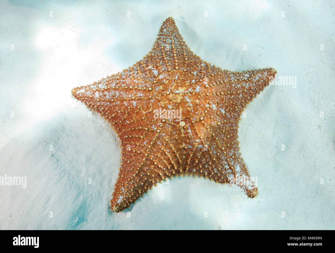 Orange Sea Star