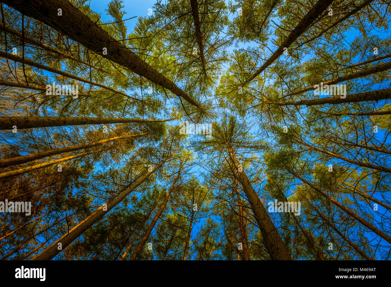 Towering treetops hi-res stock photography and images - Alamy