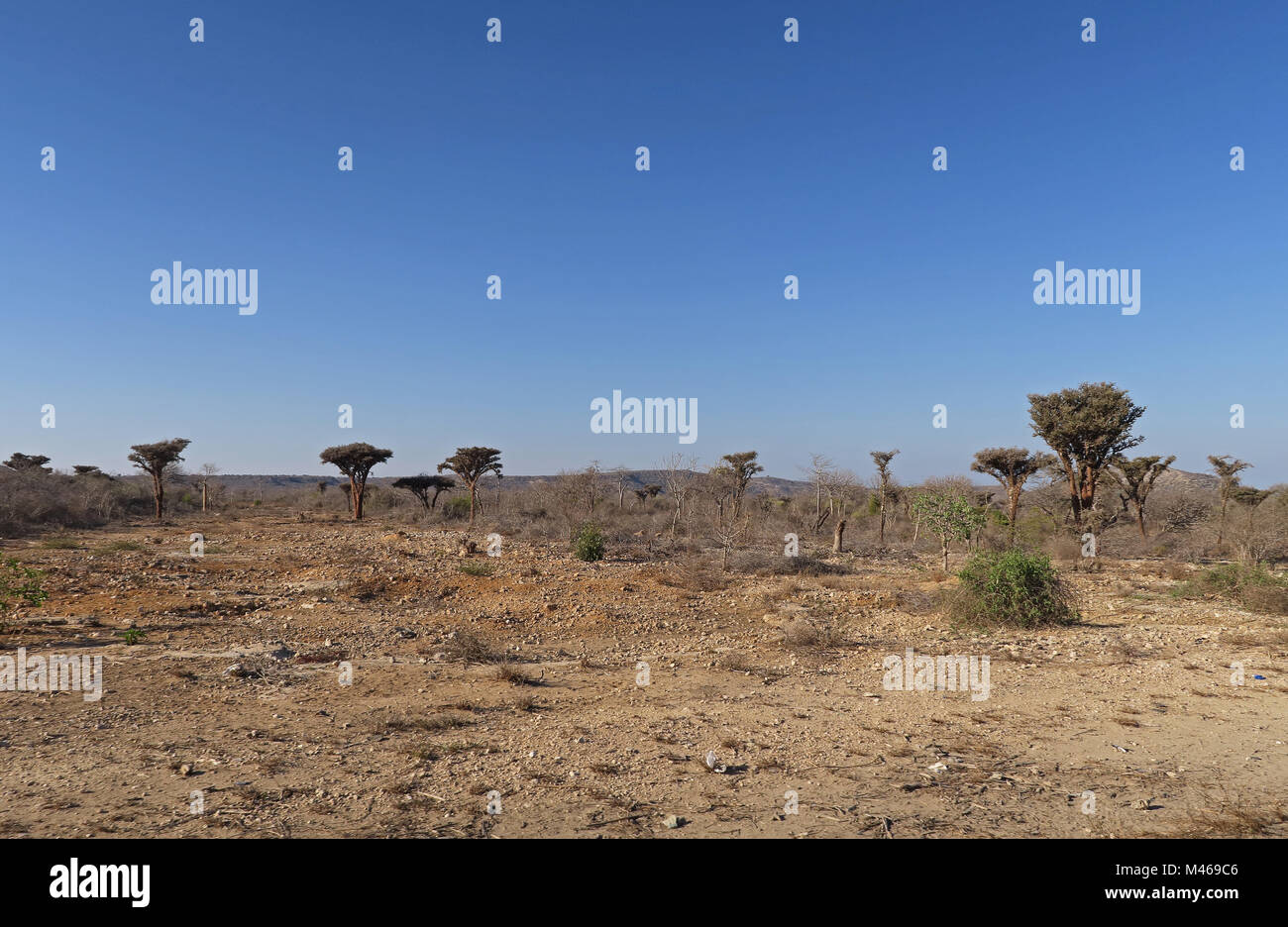 dry thorn forest Tulear, Madagascar November Stock Photo - Alamy