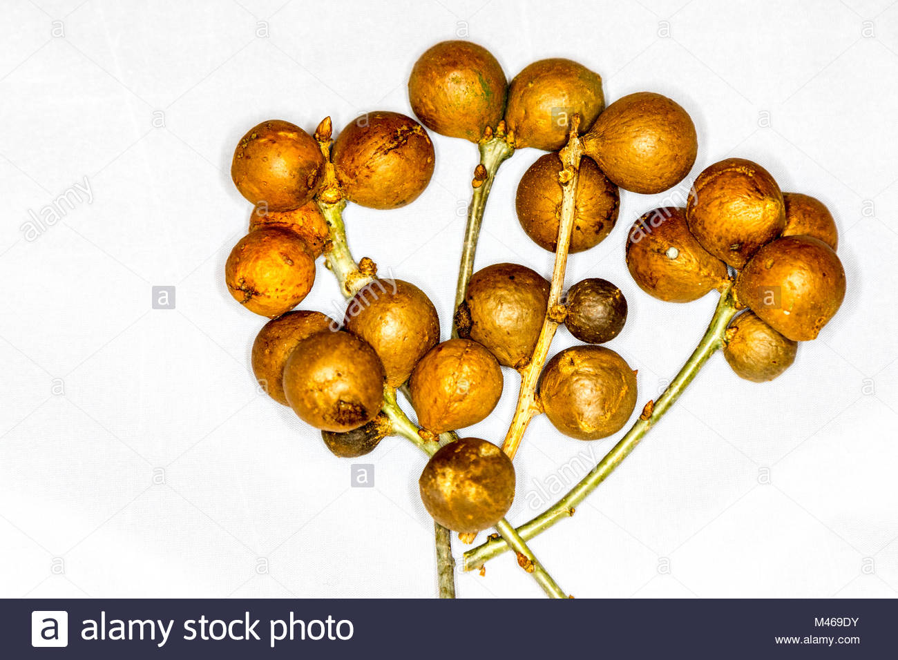 Tree Gall High Resolution Stock Photography and Images - Alamy