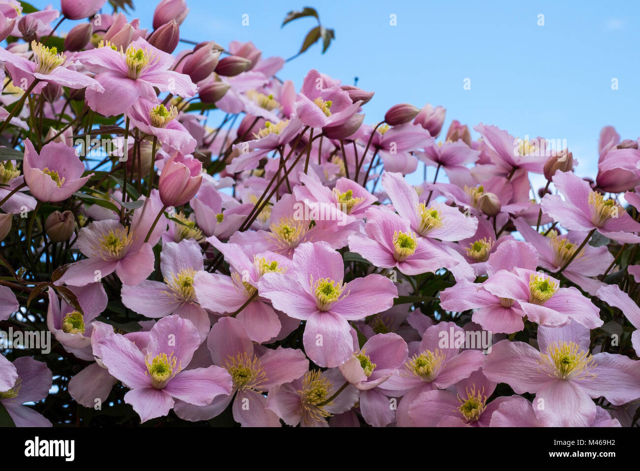 A large Clematis Montana in full bloom Stock Photo - Alamy