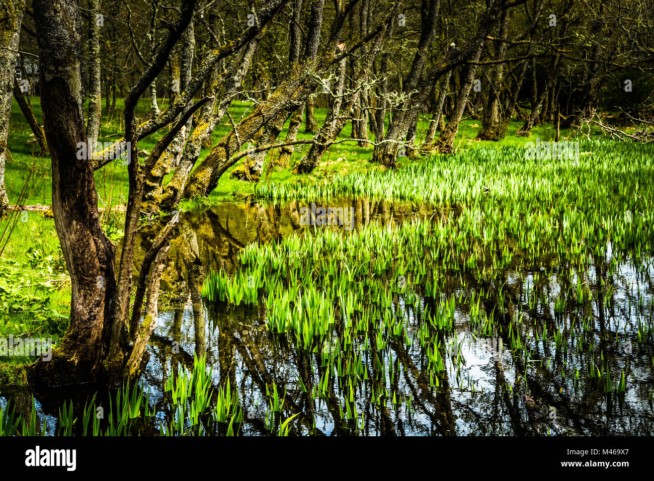 Wild Iris growing in wetland Stock Photo - Alamy