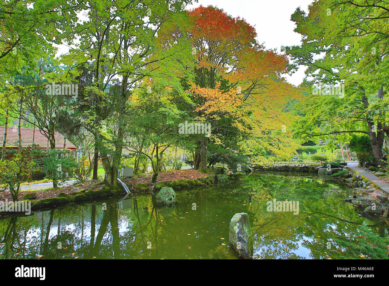 Beautiful lake scenery with maple trees and path in autumn Stock Photo ...