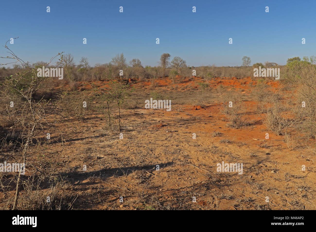 dry thorn forest, showing 'red' soil Tulear, Madagascar November Stock ...