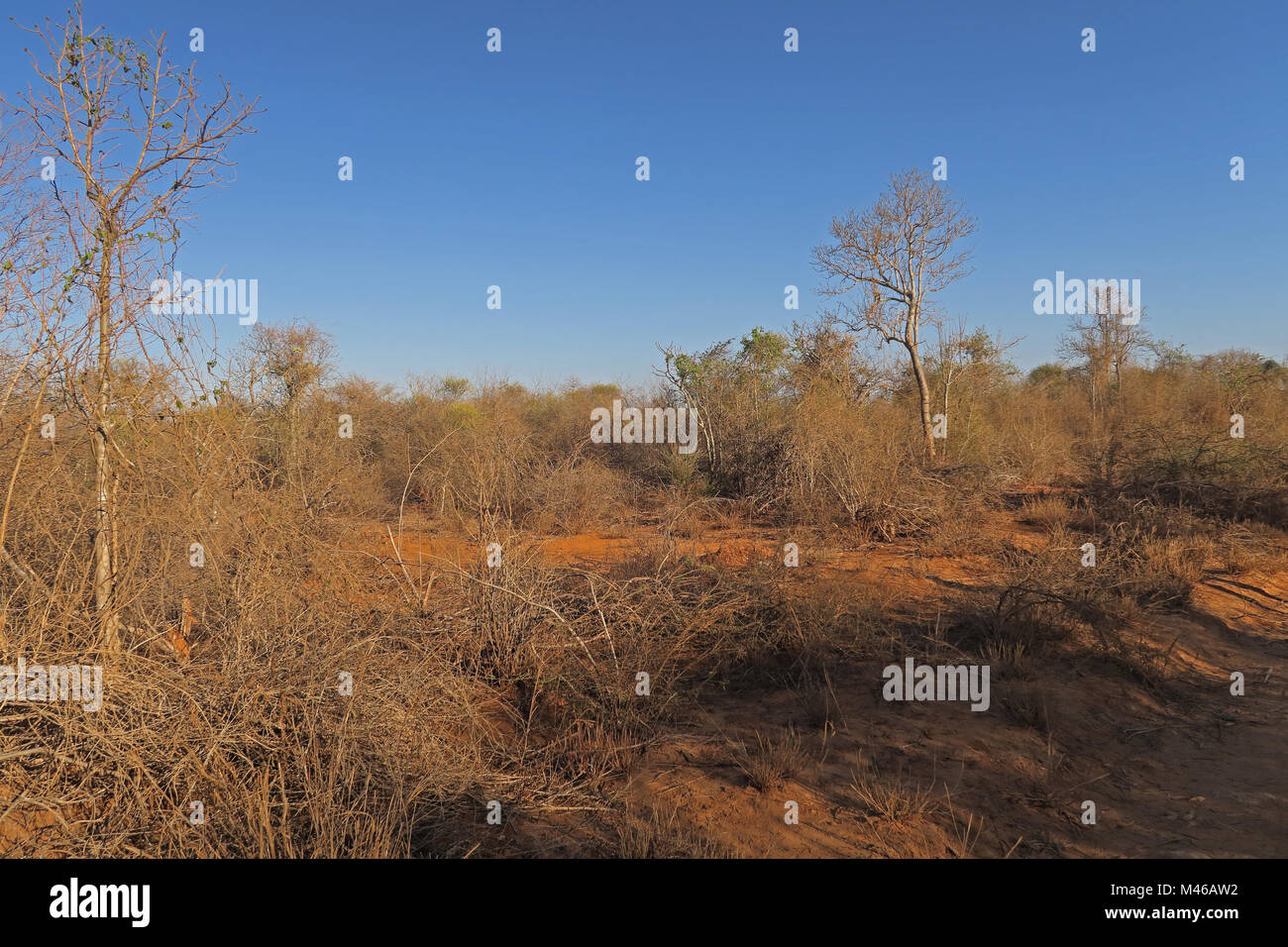 Dry thorn forest hi-res stock photography and images - Alamy