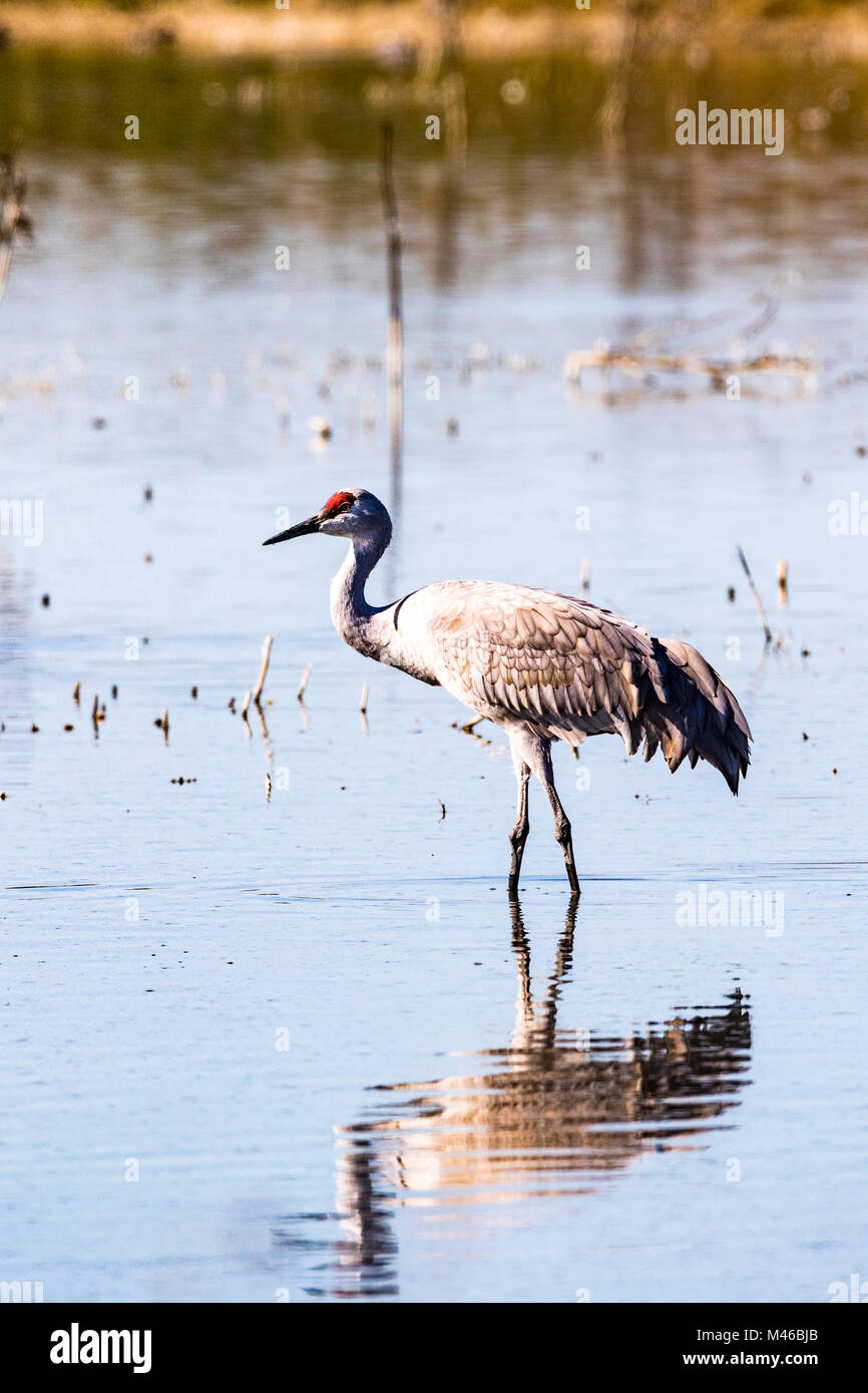 Crane Bird California Stock Photos & Crane Bird California Stock Images ...