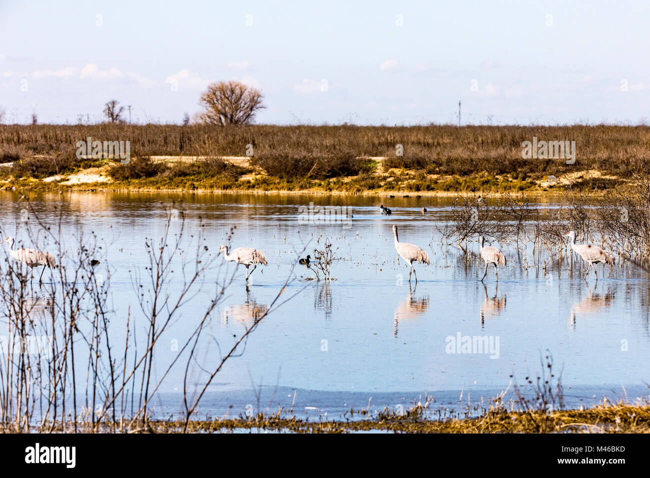 Sandhill Cranes (Grus canadensis) at the Merced National Wildlife ...