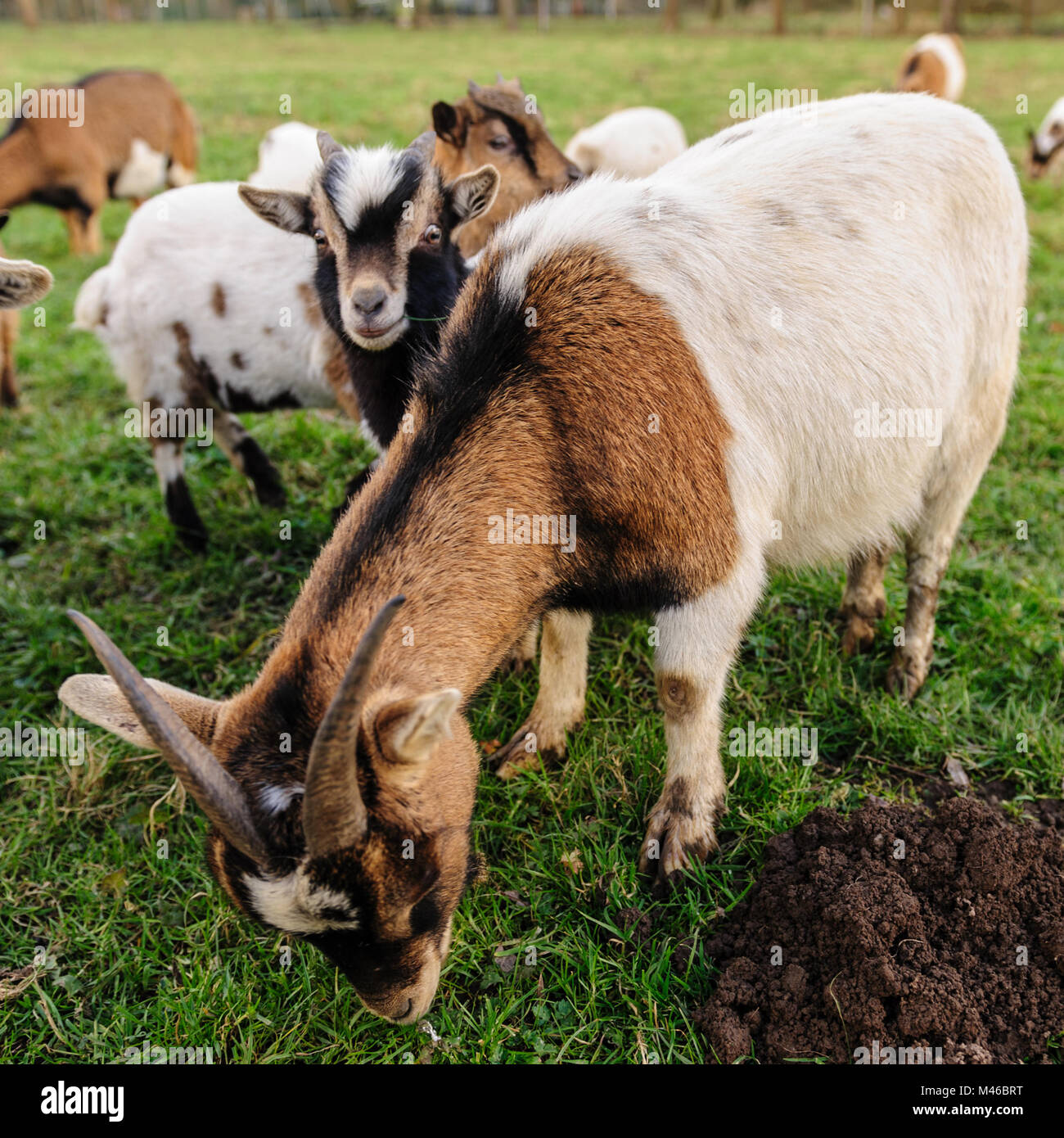 A group of small Goats grazing in a field on a February Winter ...