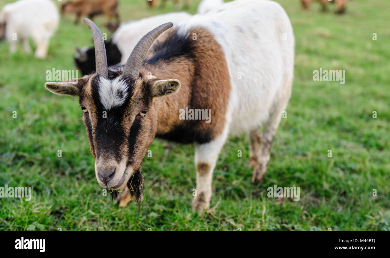 Flemish goat hi-res stock photography and images - Alamy