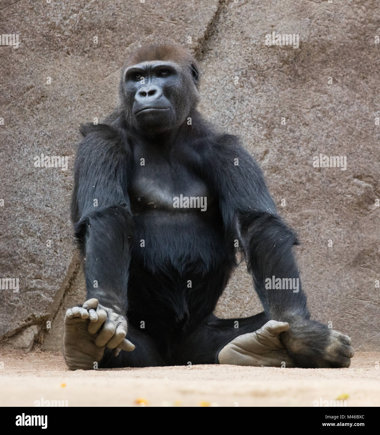 Gorilla at the zoo posing for the crowd Stock Photo - Alamy