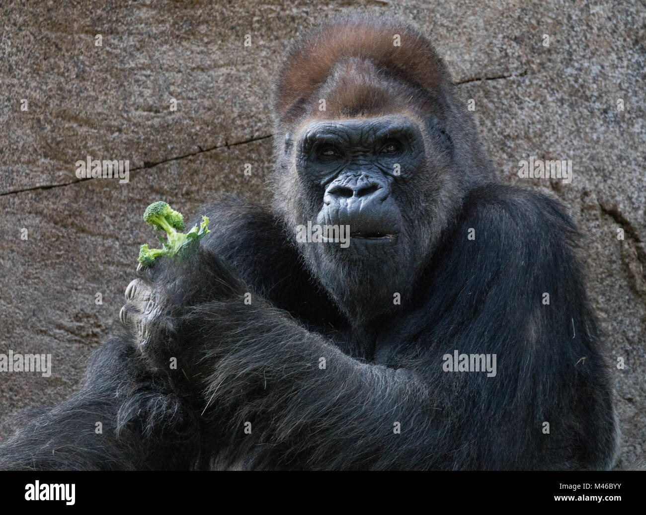 Male, silverback gorilla eating by a wall Stock Photo - Alamy