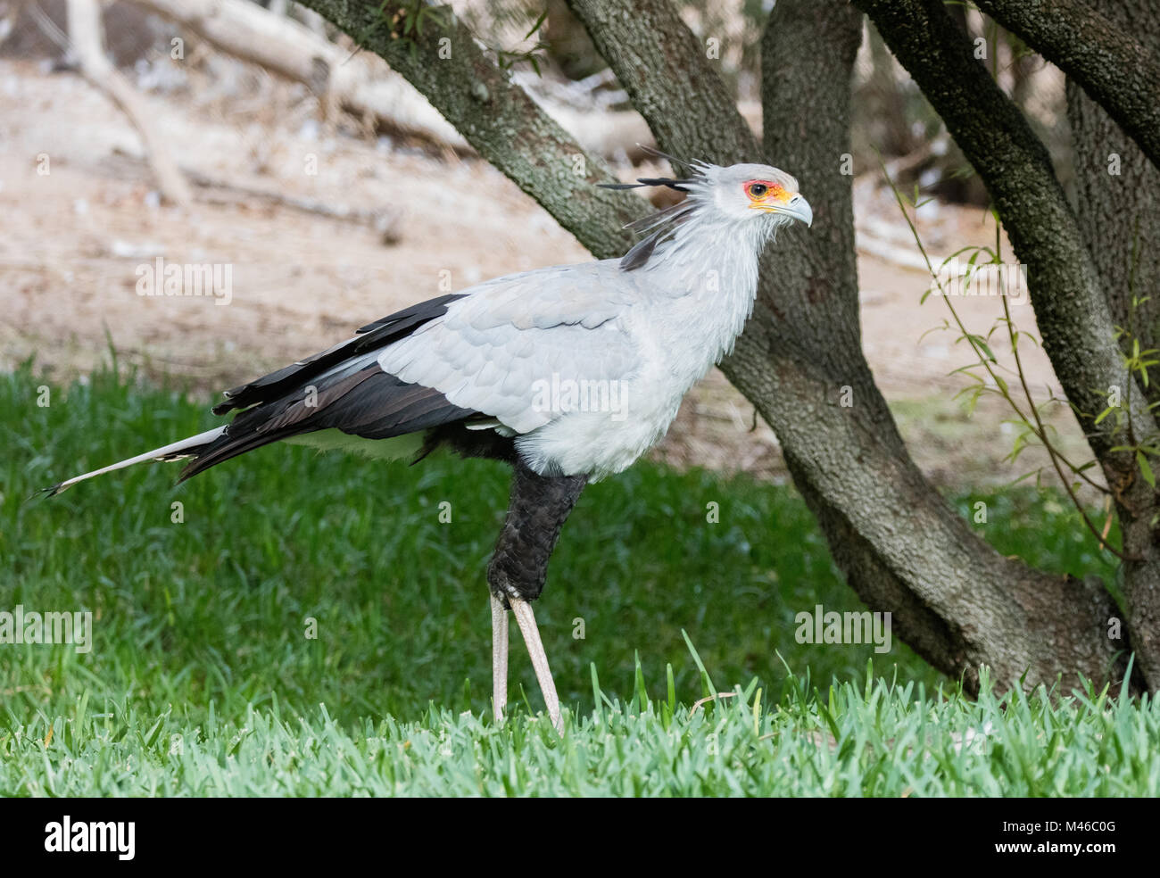 Secretary bird standing in the grass by a tree Stock Photo - Alamy