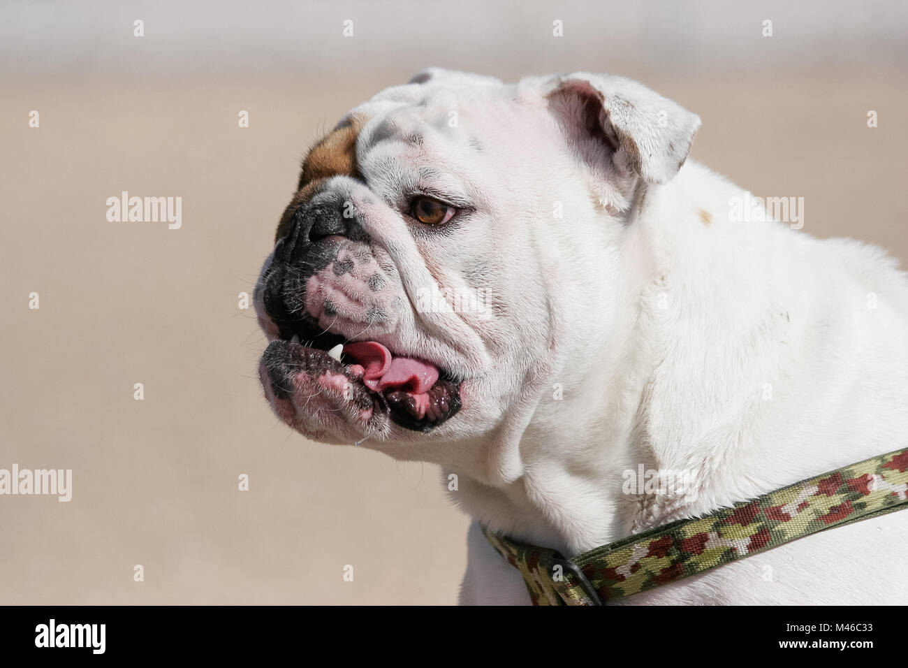 English bull dog profile hi-res stock photography and images - Alamy