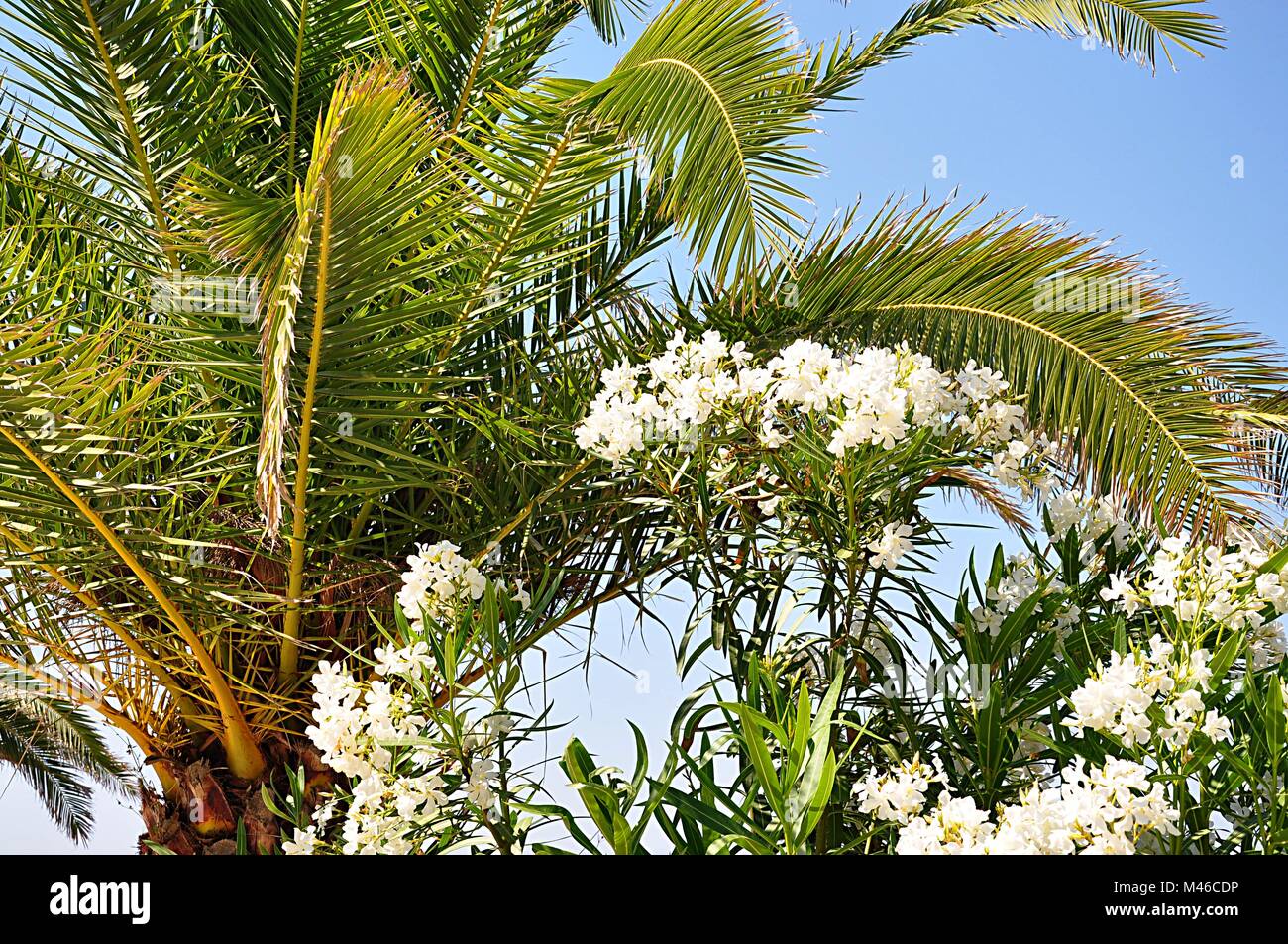 palm and oleander Stock Photo - Alamy